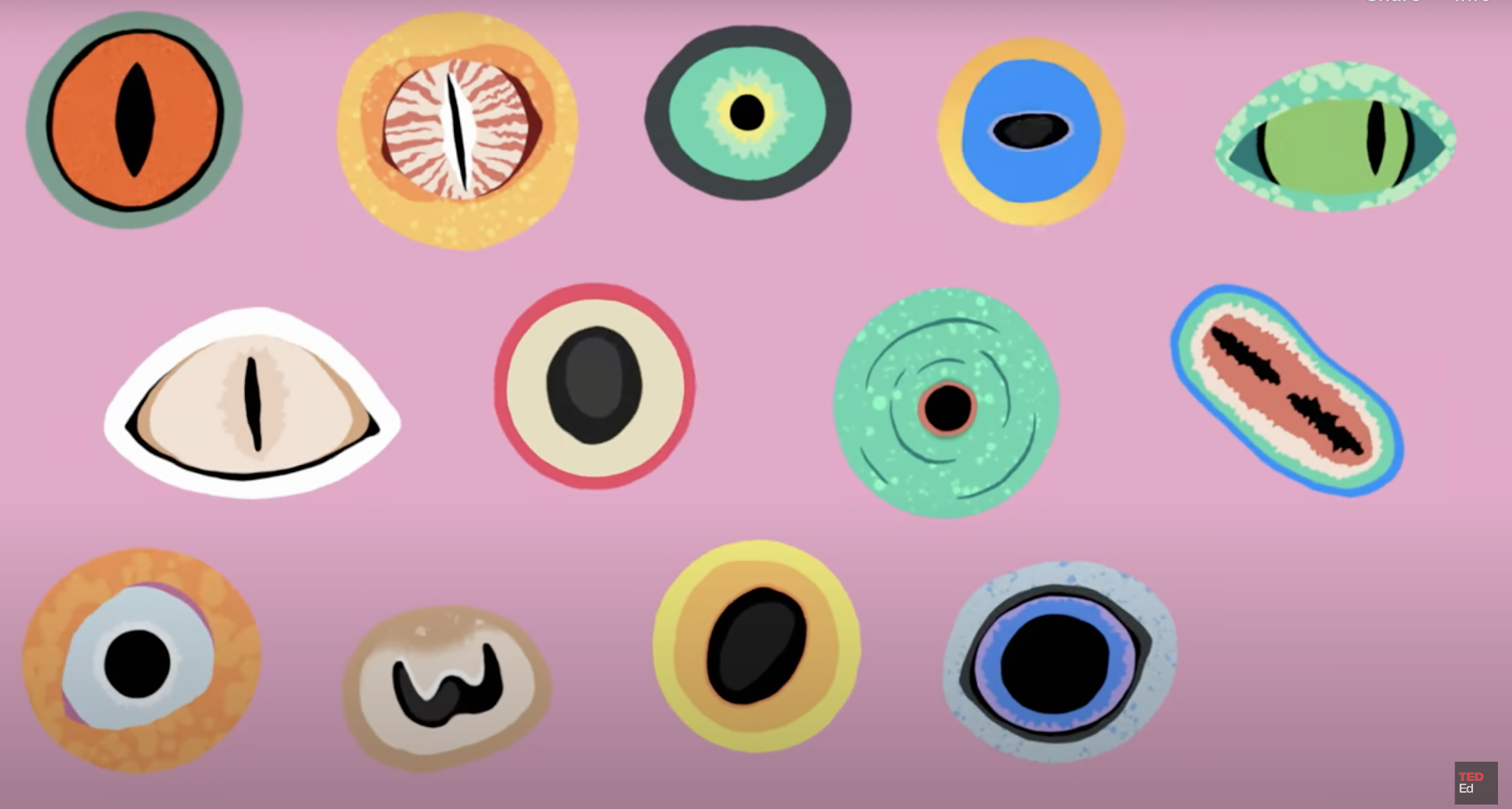 Which animal has the best eyesight ? - TheGoldenAura Which animal has the best eyesight ? - TheGoldenAura